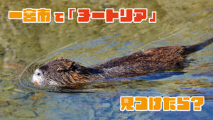 一宮市でヌートリアをみつけたら - レンタル撮影スペース「STUDIO TOKI」